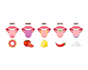 Understanding the Science of Taste Perception | RFI– Renaissance Flavors